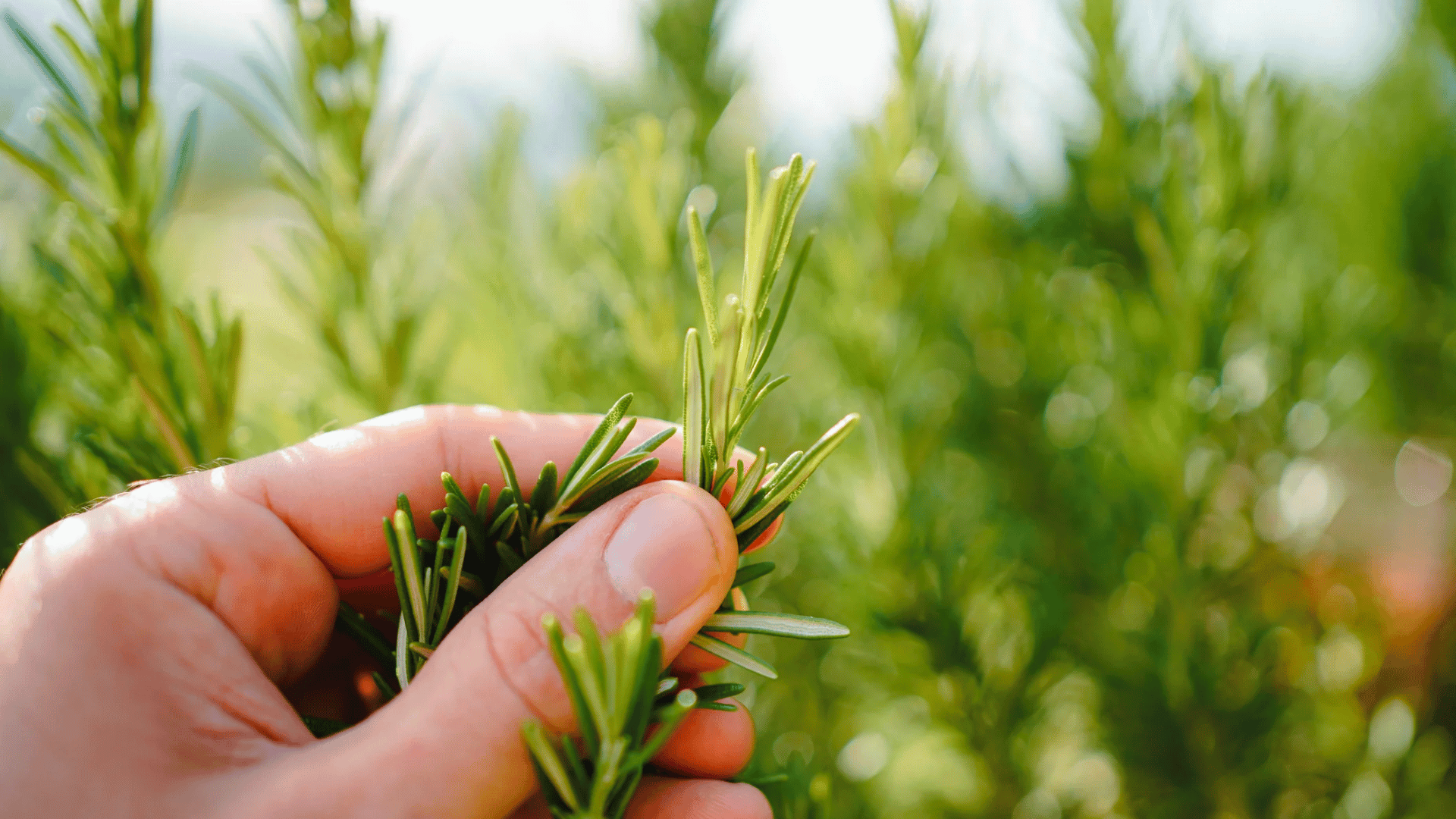 David Lieber: Navigating Success in the Beauty Industry